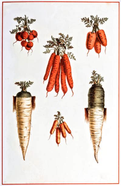 Best Parsnip Illustrations Royalty Free Vector Graphics And Clip Art Istock