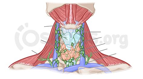Lymph Nodes Diagram Head And Neck