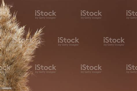 프레임 가장자리가있는 갈색 배경에 말린 꽃의 푹신한 가지 부드러운 톤으로 사진 Backgroundidea 텍스트 디자인 템플릿을 위한 장소입니다 0명에 대한 스톡 사진 및