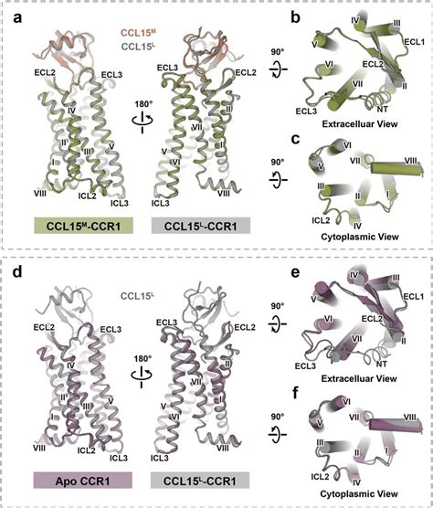 Structural Comparison Among Chemokine Receptor Complexes A C Overlay Download Scientific