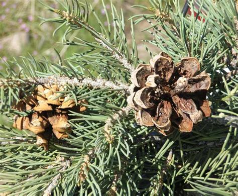 6 Edible Plants That Might Surprise You American Forests
