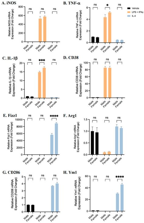 Investigating The Effects Of Sex Hormones On Macrophage Polarization