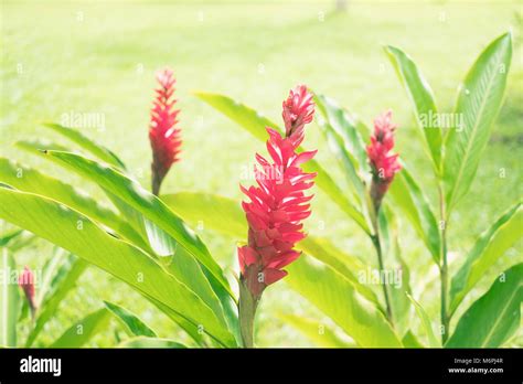 Ginger flowers hi-res stock photography and images - Alamy