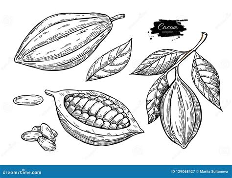 Cocoa Vector Superfood Drawing Set Organic Healthy Food Sketch Stock Vector Illustration Of