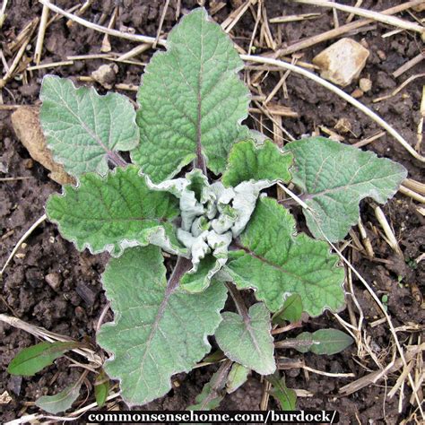 Burdock Identification Benefits Uses For Food And Medicine