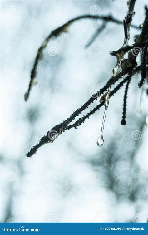 Sap Running Down A Pine Trunk On Blurred Background Stock Image Image