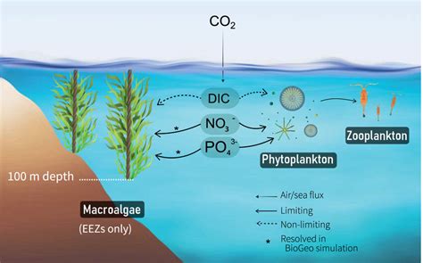 Interactions Resolved In The Nemo Pisces Macroalgae Simulations The Download Scientific