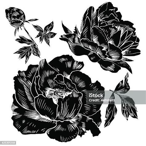 손으로 그리는 모란 벡터 그래픽 꽃 카드 장식 배경 0명에 대한 스톡 벡터 아트 및 기타 이미지 0명 고풍스런 드로잉 Istock