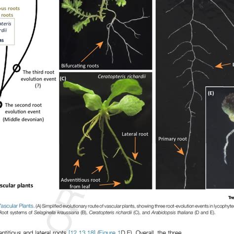 Root Evolution In Q6 Download Scientific Diagram