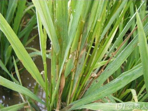 5月下旬注意防治水稻纹枯病 公开课 191农资人 农技社区服务平台 触屏版