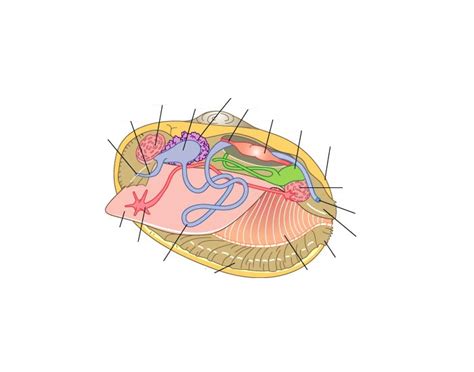 Bio Dissections Mussel Diagram Quizlet
