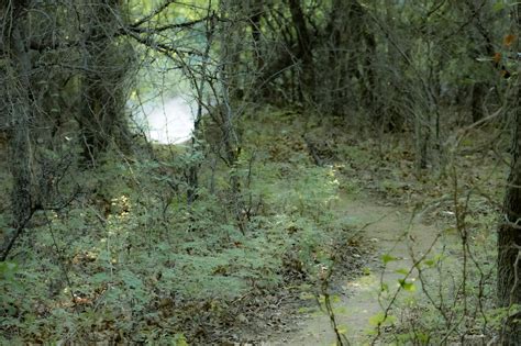 Pathway Series 1 Charons Garden By Susan Diann Photography Wall Art