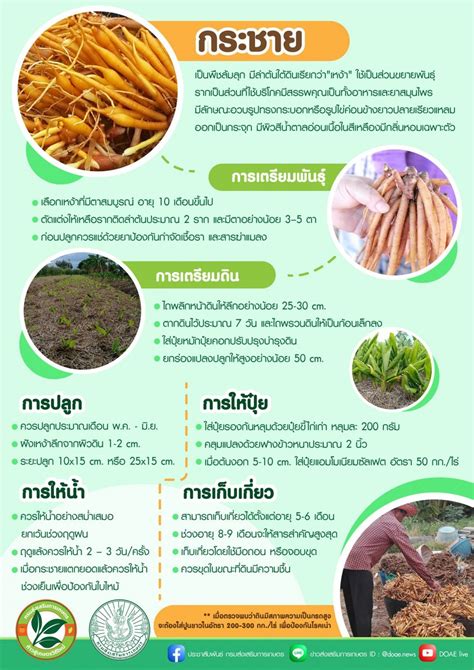 วิสาหกิจชุมชนบ้านนาคูร่วมใจพัฒนา แปลงใหญ่พืชผัก ตำบลนาคู
