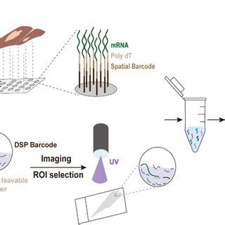 Commonly Used Spatially Resolved Transcriptomics Technologies A 10x Download Scientific