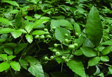 角花乌蔹莓 罗浮山野生动植物