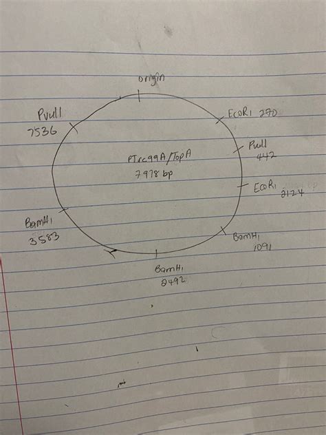 Solved Draw A Restriction Map Of The Recombinant Plasmid
