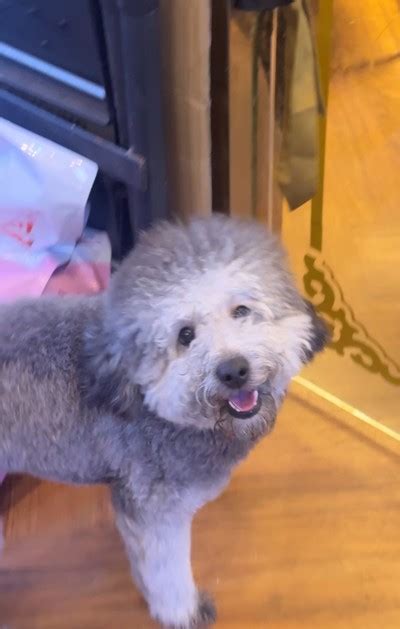 실버푸들 콩이 강아지종류 말티즈 보더콜리 고양이분양 비숑 강아지입양 고양이입양 도그마루 보호소 펫샵 유기견센터 유기묘 유기견 믹스견 코리안숏헤어 애견샵