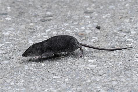 思川自然の館 カワネズミ