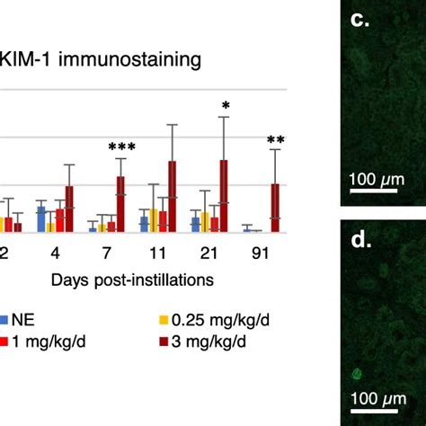 Urine Assay And Immunostaining For Kim 1 After 0 25 3 Mg Kg Day Uranium Download Scientific