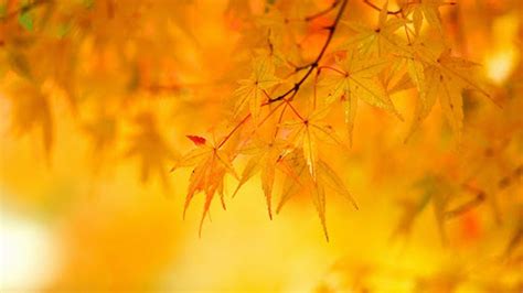Yellow Leaves Tree Branches In Blur Yellow Background HD Yellow Wallpapers HD Wallpapers ID