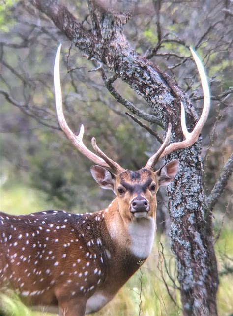Gold Medal Red Stag Hunting Packages