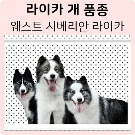 라이카개 웨스트 시베리안라이카 견종 네이버 블로그