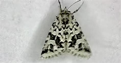 Comstocks Sallow Moth Feralia Comstocki 10008 Album On Imgur