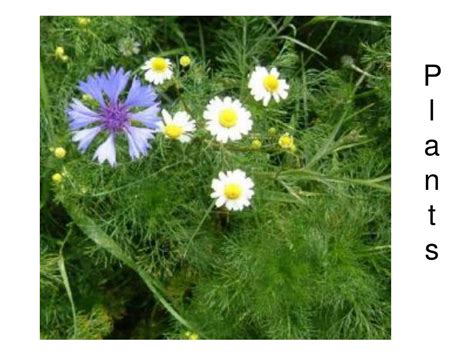 Ppt Algae Vs Plants Powerpoint Presentation Free Download Id5323883