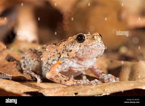 Photo Of A Tree Hole Frog They Lay Their Eggs In Tree Holes Males Call From Tree Holes So The