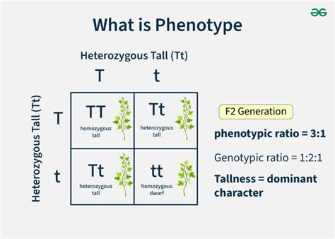 Phenotype Meaning And Examples Phenotype Vs Genotype Geeksforgeeks