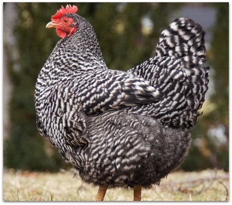 Barred Plymouth Rock Amys Bird Blog
