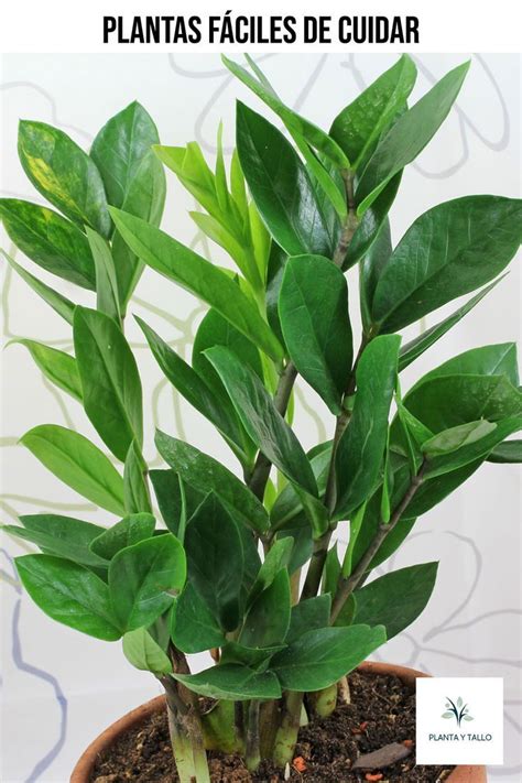 Plantas Fáciles De Cuidar Para Tu Hogar