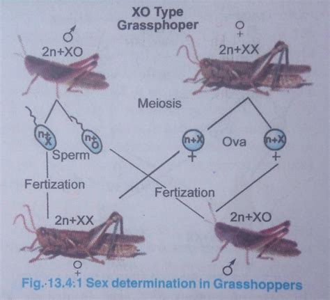 ‘xo Type Of Sex Determination Is Seen Ina Manb Grasshopperc