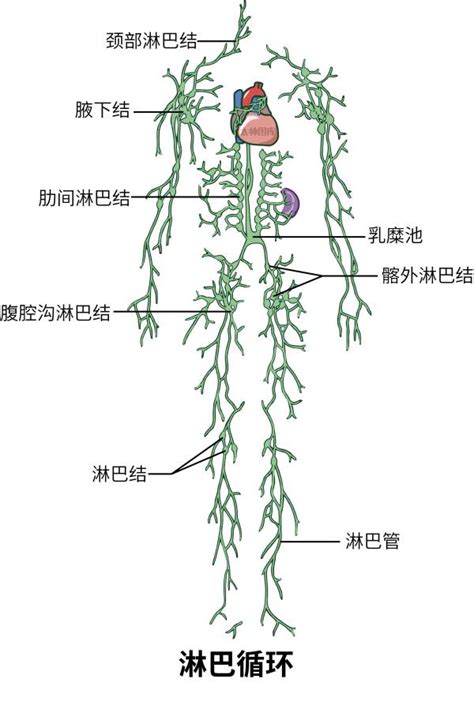 淋巴循环（标注版） 医学插画