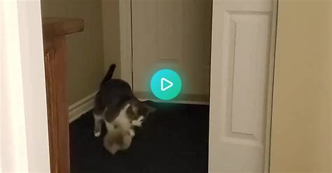 Nightly Hedgehog Hunt Album On Imgur