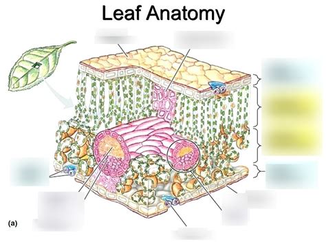 Leaf Anatomy Diagram Quizlet