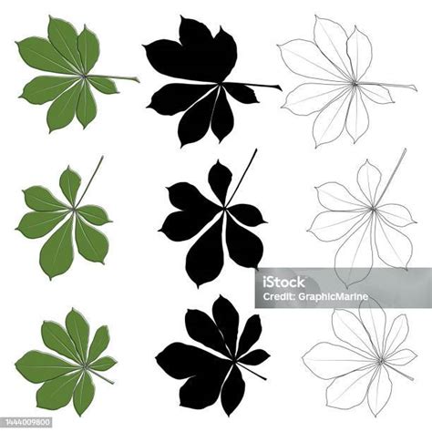 벡터 밤나무 잎 윤곽선 실루엣 블랙 및 컬러 아이콘 세트 간단한 밤나무는 로고에 대한 일러스트레이션을 남깁니다 사실적인 손으로