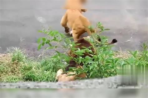 母狮主动到眼前示爱，雄狮却压根不想搭理雄狮主动