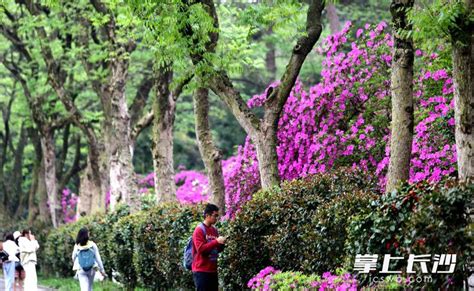 组图赏花打卡正当时烈士公园映山红开满山坡 民生 长沙晚报网