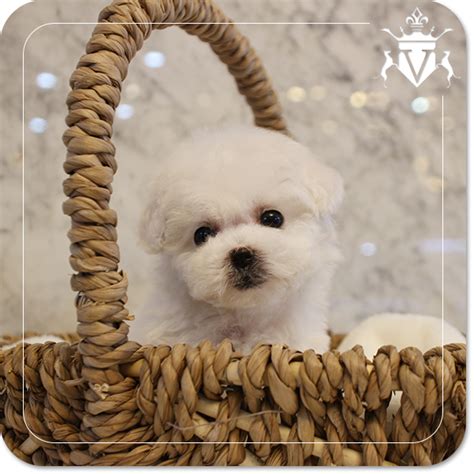 비숑프리제 고양이무료분양 포메라니안분양 이탈리안그레이하운드분양가 반려견 스코티시폴드분양 불독 부산강아지분양 폼피츠 빅토리아펫 강아지분양 펫샵