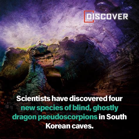 Discover Dragons In The Dark🐉 Scientists Have Just Discovered Four New Species Of Dragon