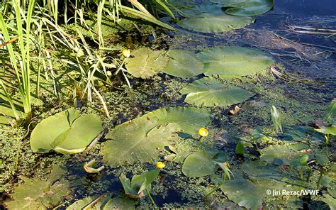Catchment Invertebrate Fingerprinting Caba