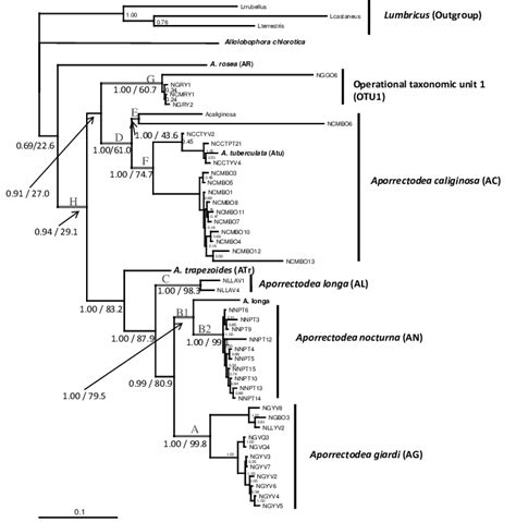 Phylogenetic Relationship Obtained From Bayesian Inference Analysis On Download Scientific