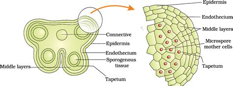 Sexual Reproduction In Flowering Plants Ncert Class 12 Biology