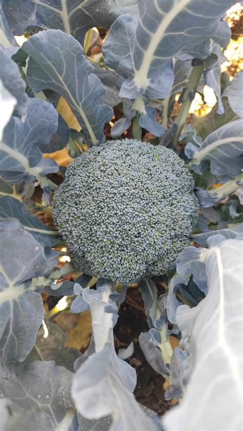 园艺所召开青花菜新品种‘沪绿70认定现场会 科技动态 新闻中心 上海市农业科学院