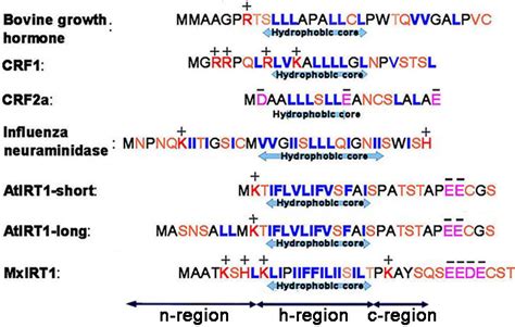 Prediction Of The Signal Peptide Sp On The N Terminus Of Malus