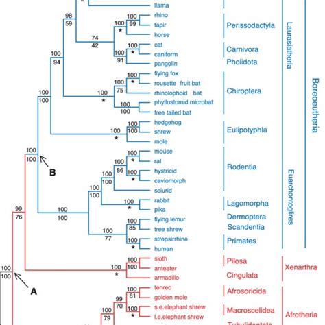 Phylogeny Of Living Placental Mammals Reconstructed Using A Bayesian