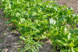 How To Plant And Grow Parsnips Gardeners Path