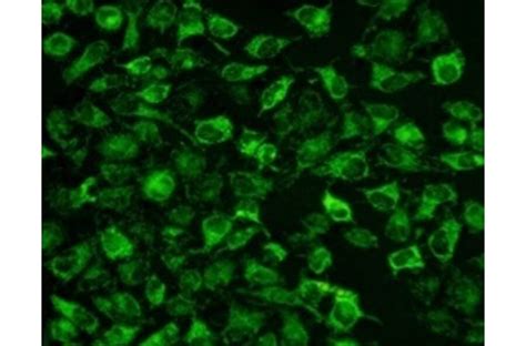Mitochondrion Staining Kit Green Fluorescence A319615