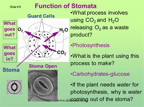 What Is The Function Of Plant Stomata